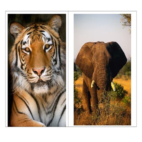 Wild animals flashcards | DOC