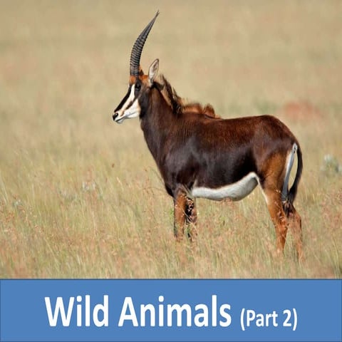 Wild Animals | PPT
