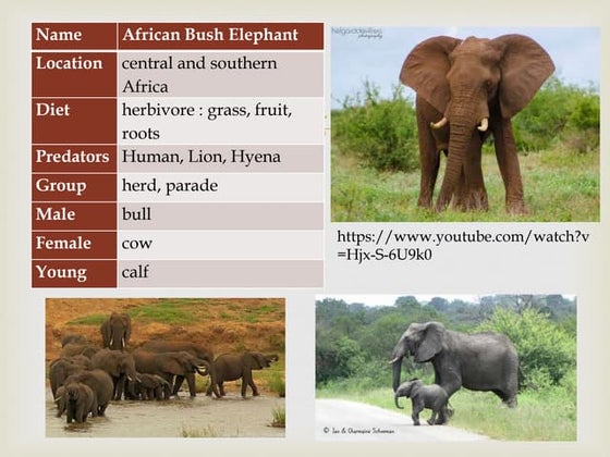 Grade R School Project Fire fly Cleo Botha | PPT