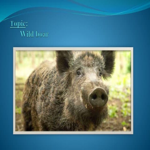 Wild boar | PPTX