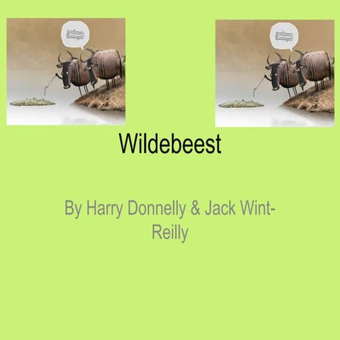 Wildebeast | PPT