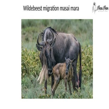wildebeest migration masai mara .pptx