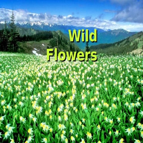 Wild Flowers | PPS