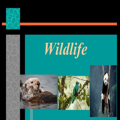 Wildlife | PPT