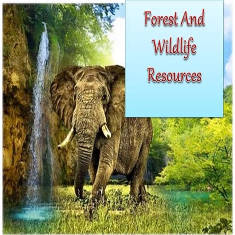Wildlife | PPT