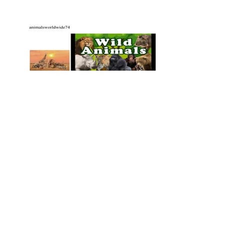 wildlife Animals.docx
