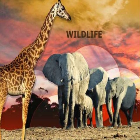 Wildlife biology | PPTX