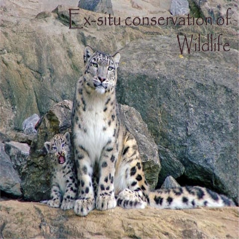Wildlife conservation | PPT