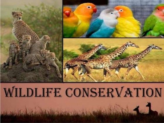 wildlife conservation | PPT