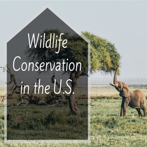 Wildlife Conservation in the U.S. | PPT