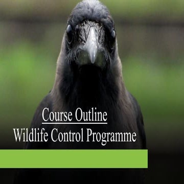 wild life programwild life programwild life programwild life program | PPTX