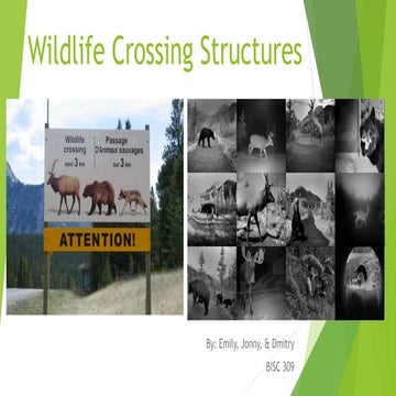 Wildlife crossing structures | PPTX