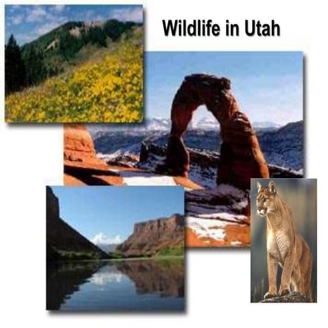 Wildlife in Utah | PPSX