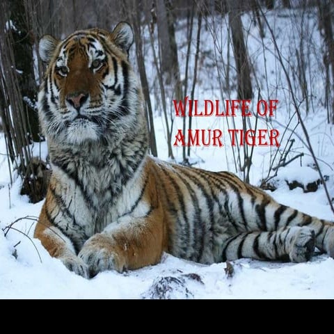 Wildlife of amur tiger | PPSX