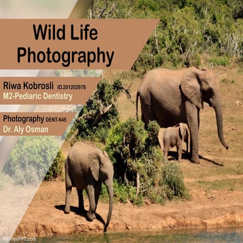 Wildlife photography | PDF