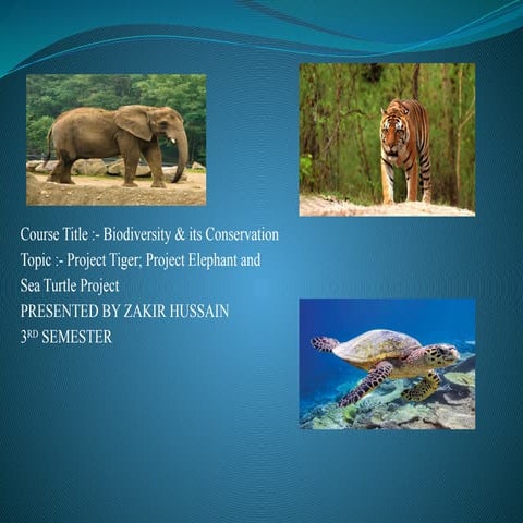 TIGER , ELEPHANT AND SEA TURTLE PROJECTS.pptx