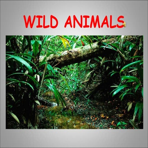 Wild ona | PPT