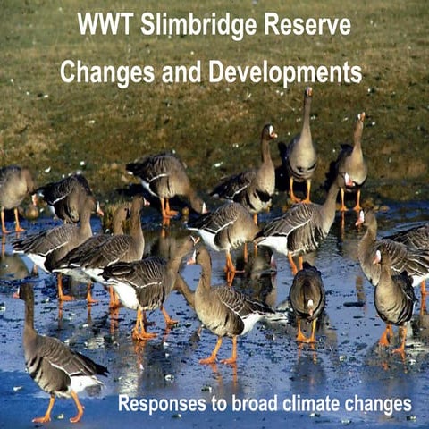 2008 07 Wild Spaces and Places Dave Paynter, WWT Slimbridge | PPT ...