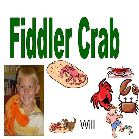 Fiddler Crab | PPT | Fish and Aquariums | Pets