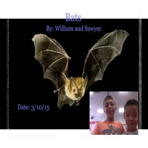 William's Bats | PDF
