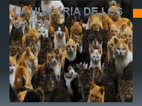 Presentación gatos | PPT