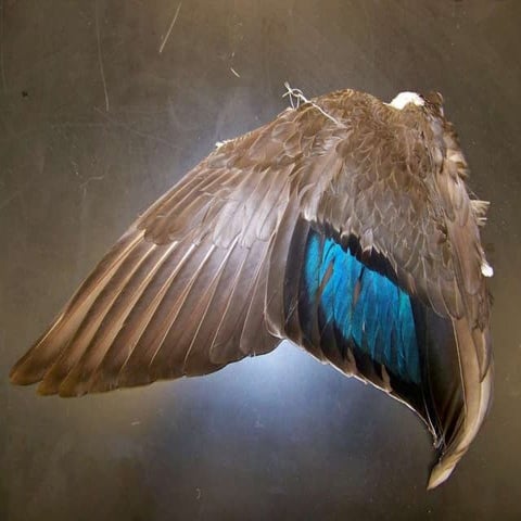 Wing Flashcards | PPT