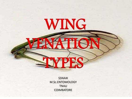 Insect Wing Venation, Wing coupling apparatus: its structure, function ...