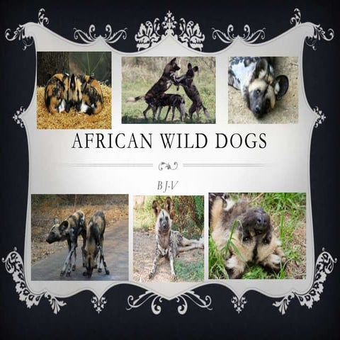 Winsor african wild_dog | PPT