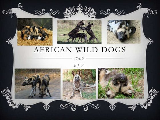 African wild dog | PPT