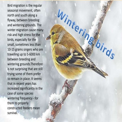 Birds migration final copy | PPT