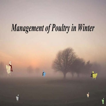 Broiler Medicine Schedule Chart - Broiler Farming Made Easy | PDF