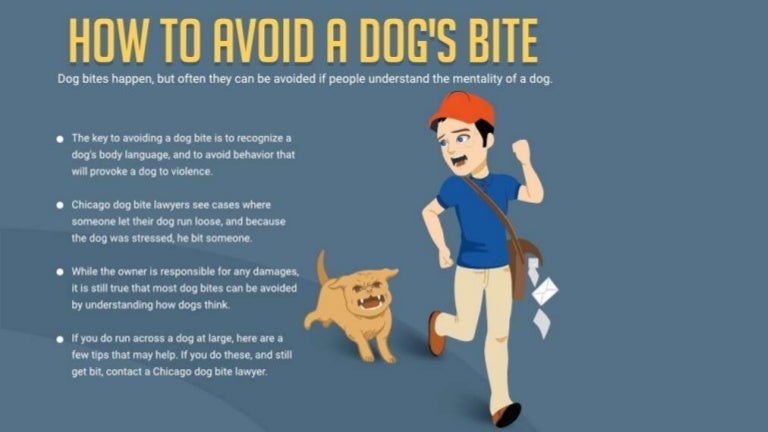 How to avoid a dog’s bite