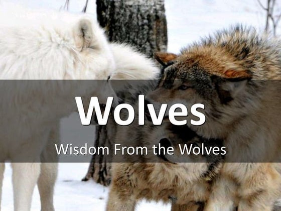 Facts About Wolves | PPT