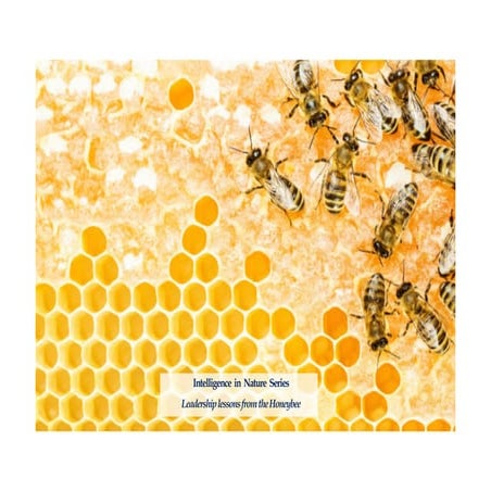 The Wisdom of Bees | PDF