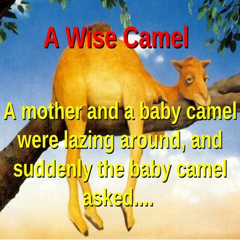 Wise Camel | PPT