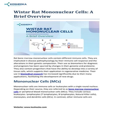 Wistar Rat Mononuclear Cells: A Brief Overview | PDF