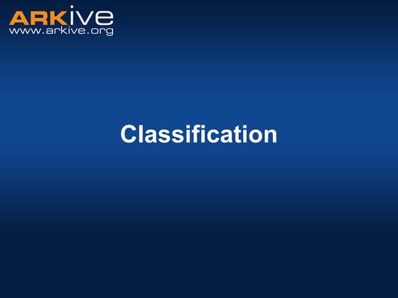 Classification | PPT