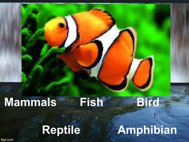 Grade 6 PPT_Science_Q2_W6_Invertebrates.pptx