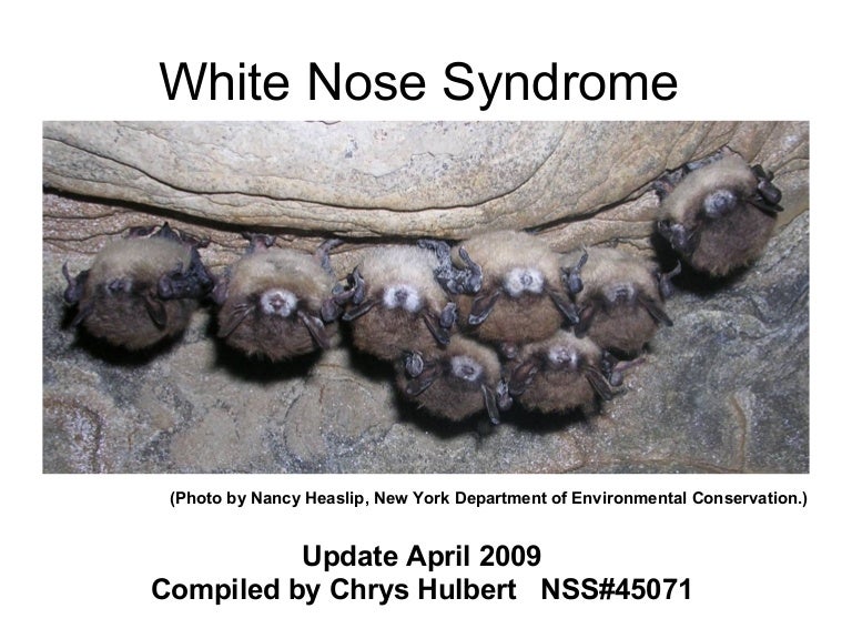 White Nose Syndrome