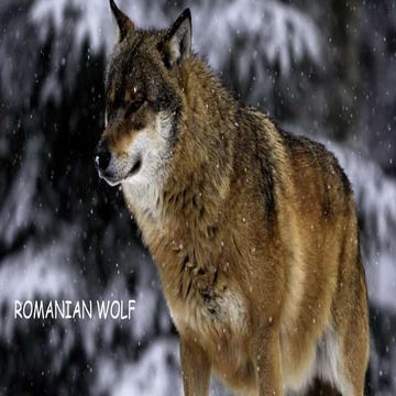 Wolf | PPT