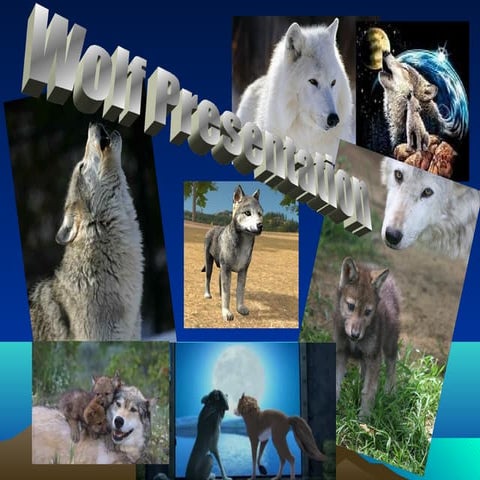The Life Of wolves and some facts about Them | PPT