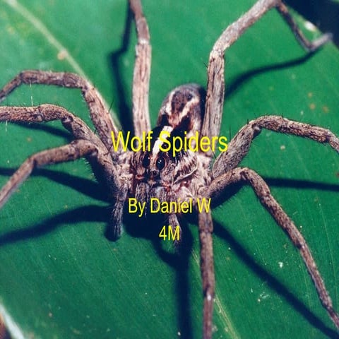 Wolf Spiders Daniel W | PPT