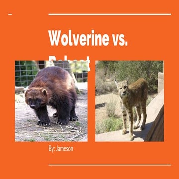 Wolverine vs. bobcat | PPTX | Cats | Pets