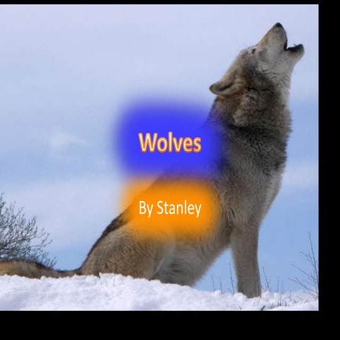 Wolves stanley | PPT
