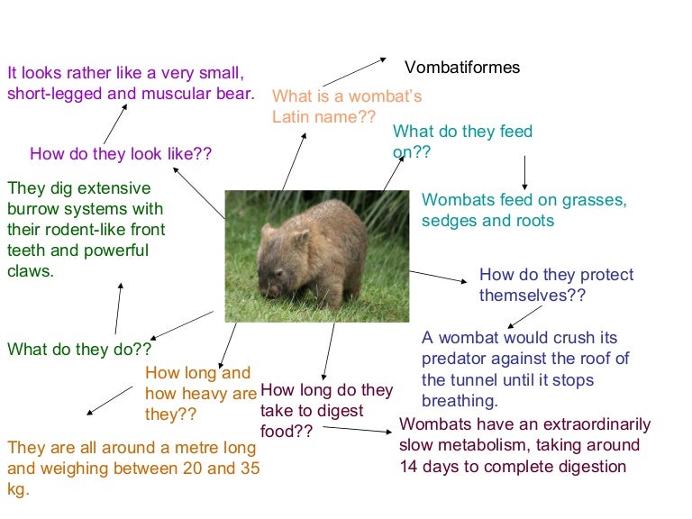 Wombat