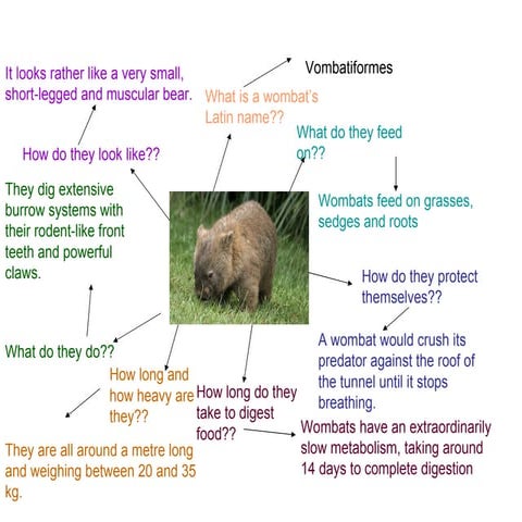 Wombat | PPT