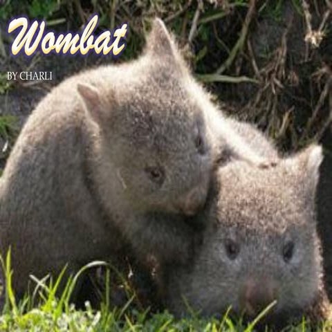 Wombat | PDF
