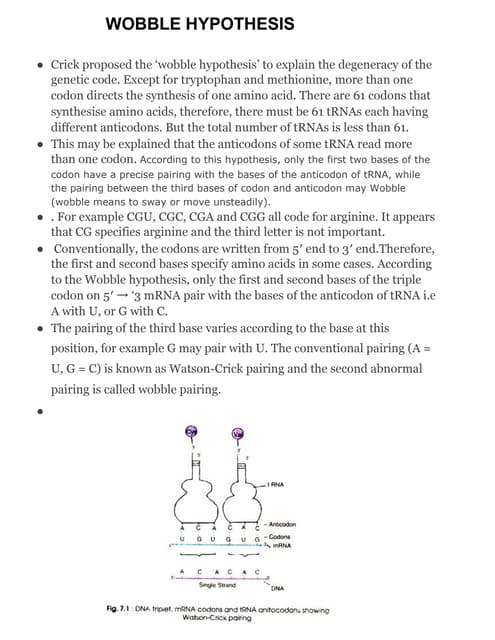 Wobble hypothesis | PPT