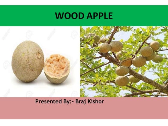 Advanced production technology of wood apple | PPT