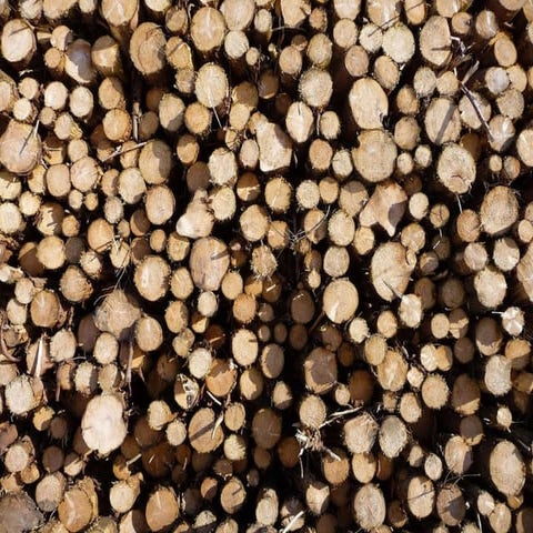 Introduction to wood | PPT